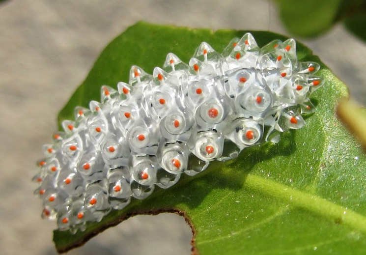 Биология на полупрозрачното бижу на гората – плужекът гъсеница (Acraga ...